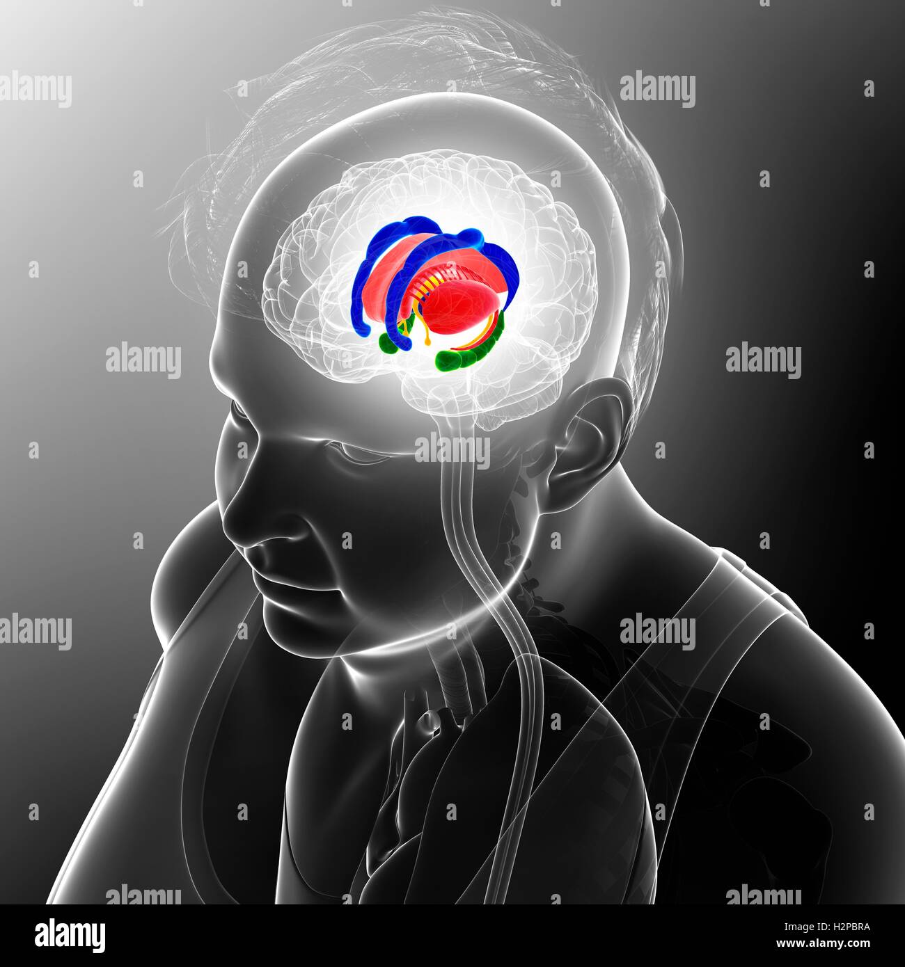 Illustration of brain anatomy Stock Photo - Alamy