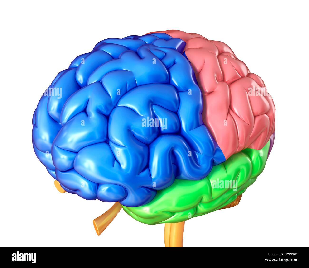 Illustration of human brain regions Stock Photo - Alamy