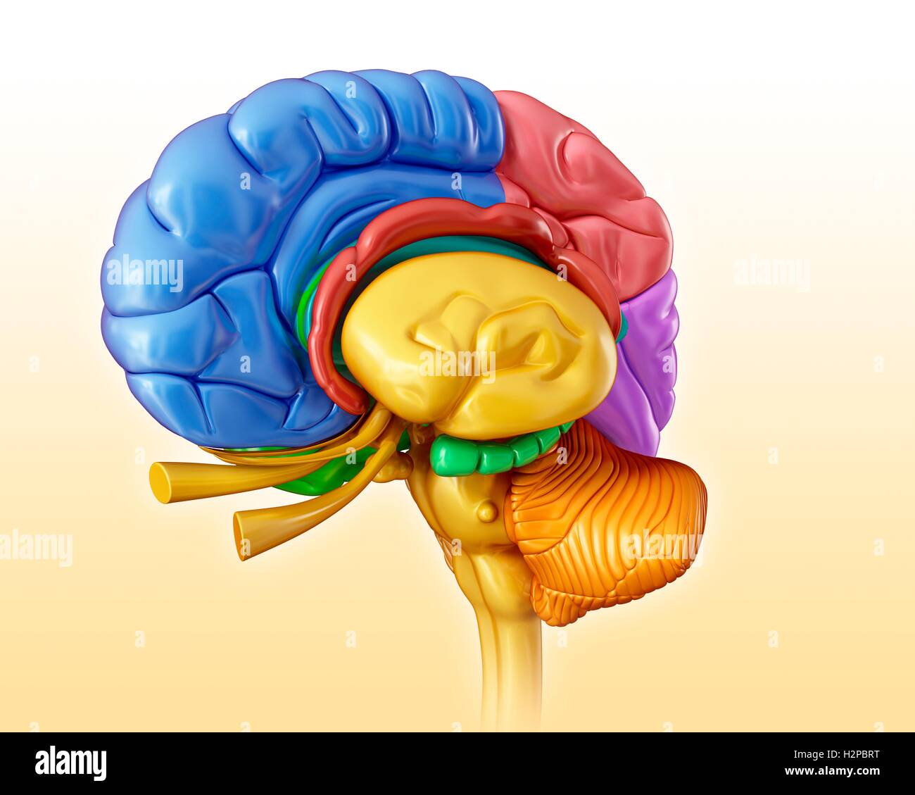 Illustration of human brain structures and regions Stock Photo - Alamy