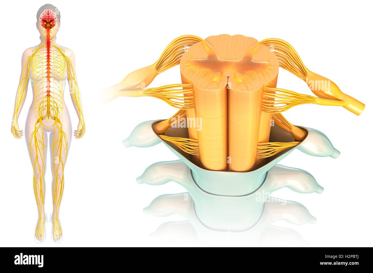 Illustration of spinal cord anatomy Stock Photo - Alamy