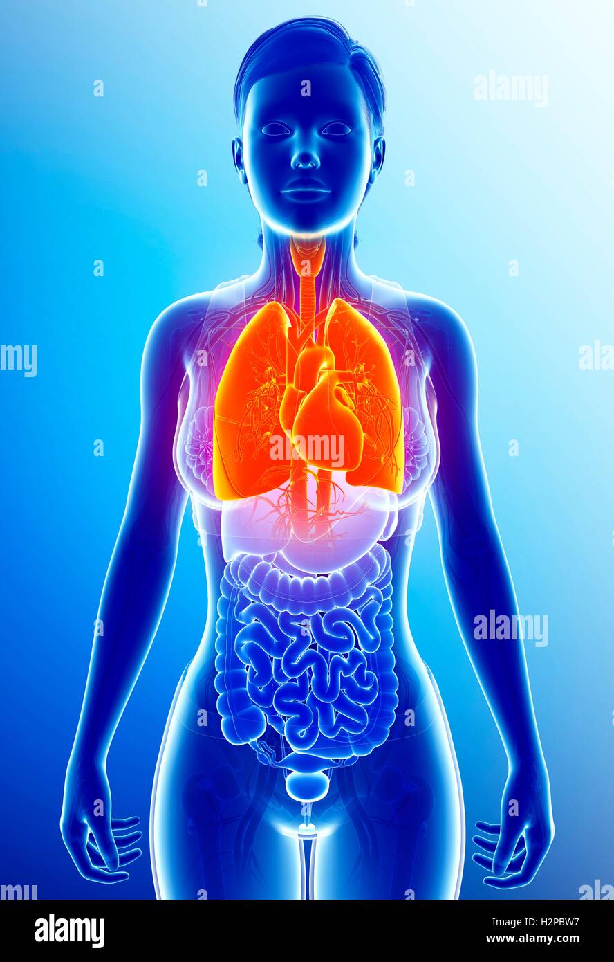 Illustration of female respiratory system Stock Photo - Alamy