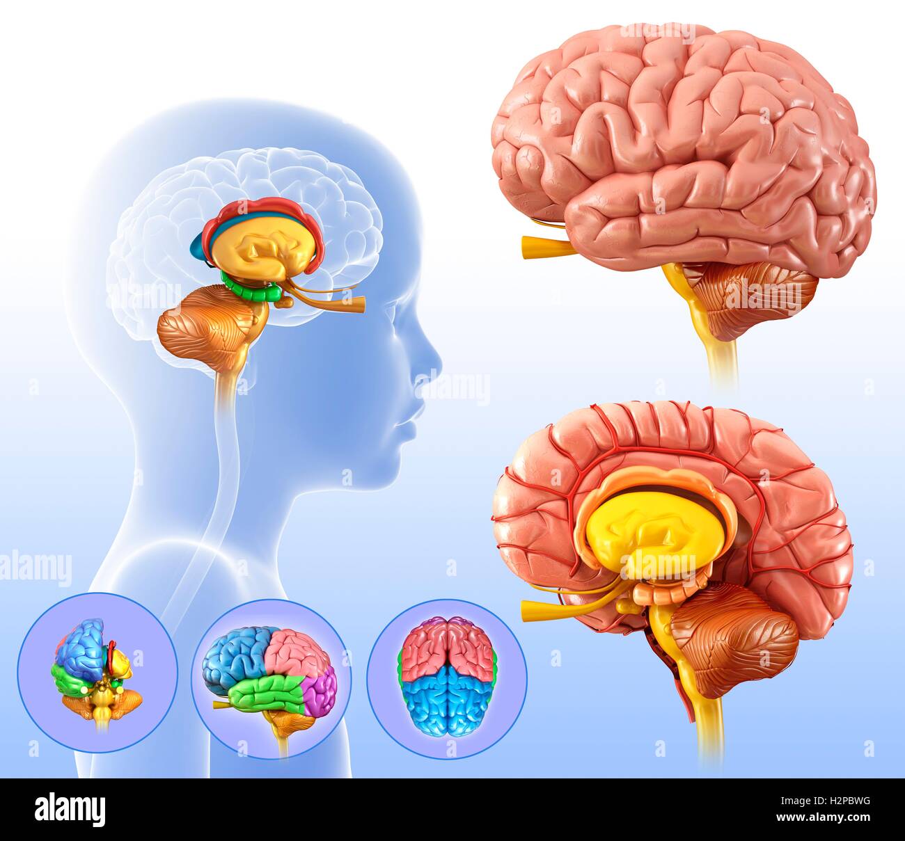 Illustration of a child's brain structures Stock Photo - Alamy
