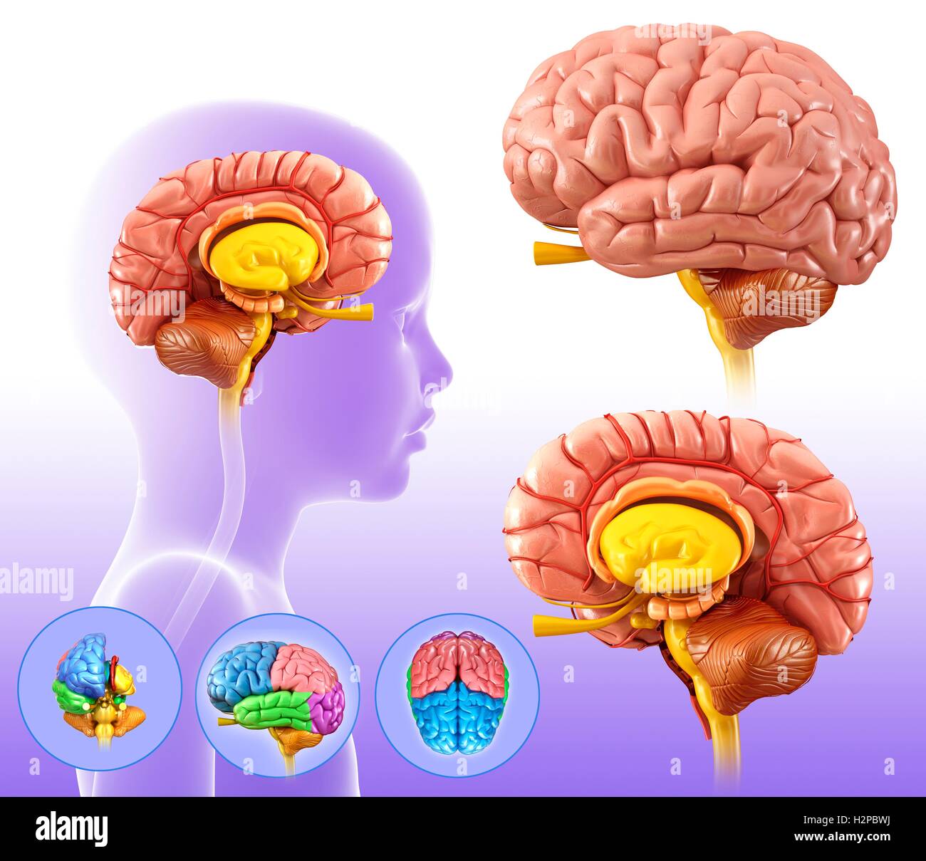 Illustration of a child's brain structures Stock Photo - Alamy