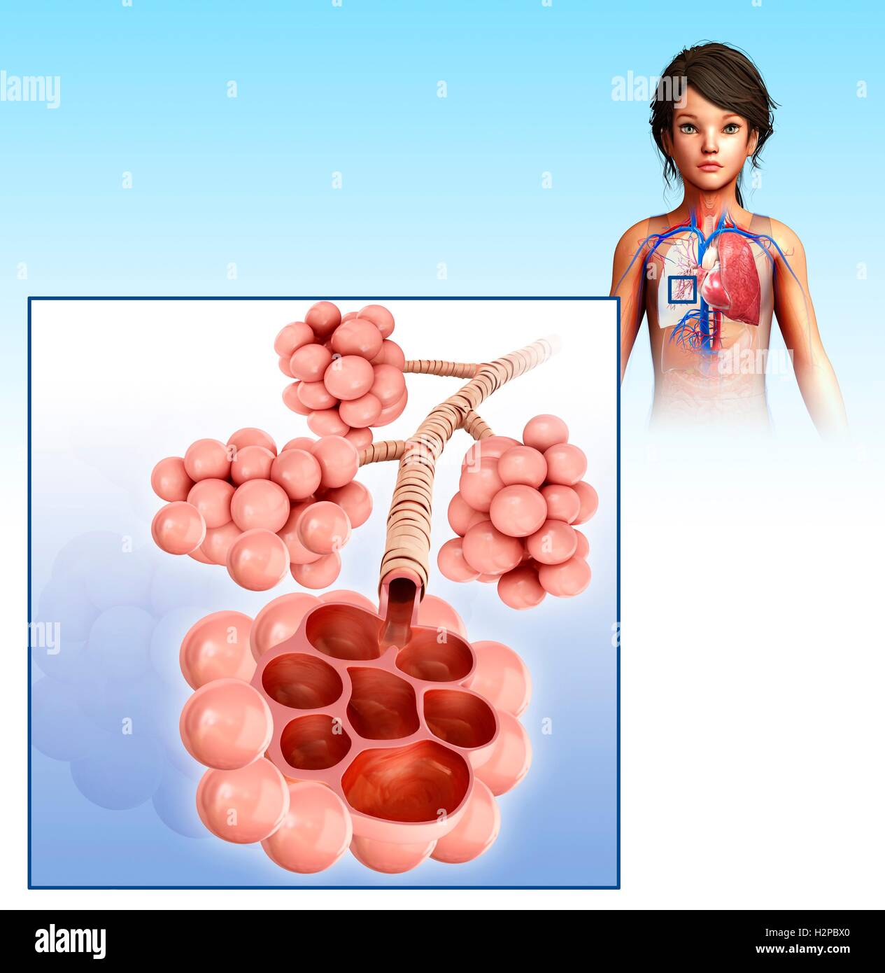 Illustration of a child's alveoli Stock Photo - Alamy