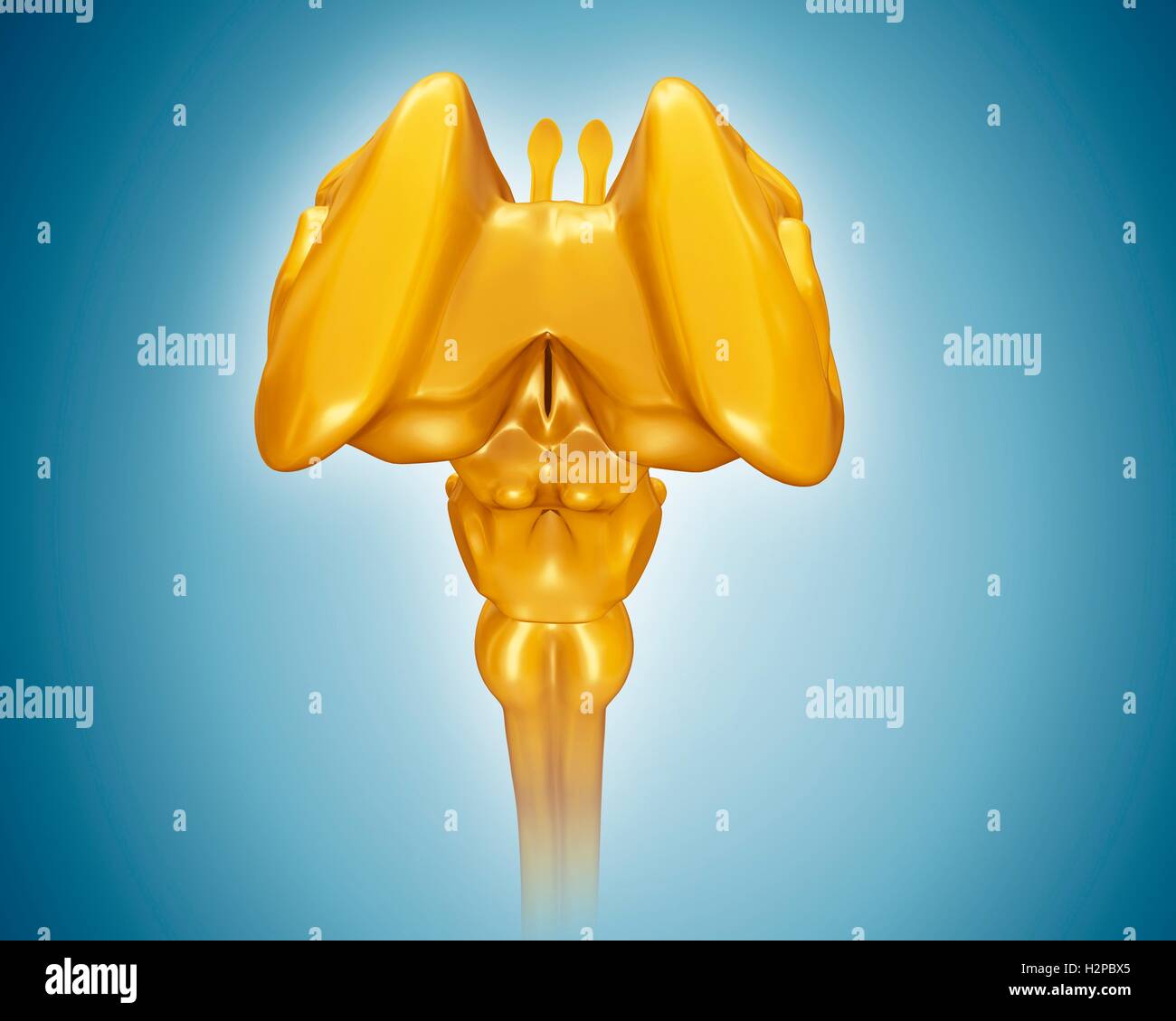 Midbrain hi-res stock photography and images - Alamy