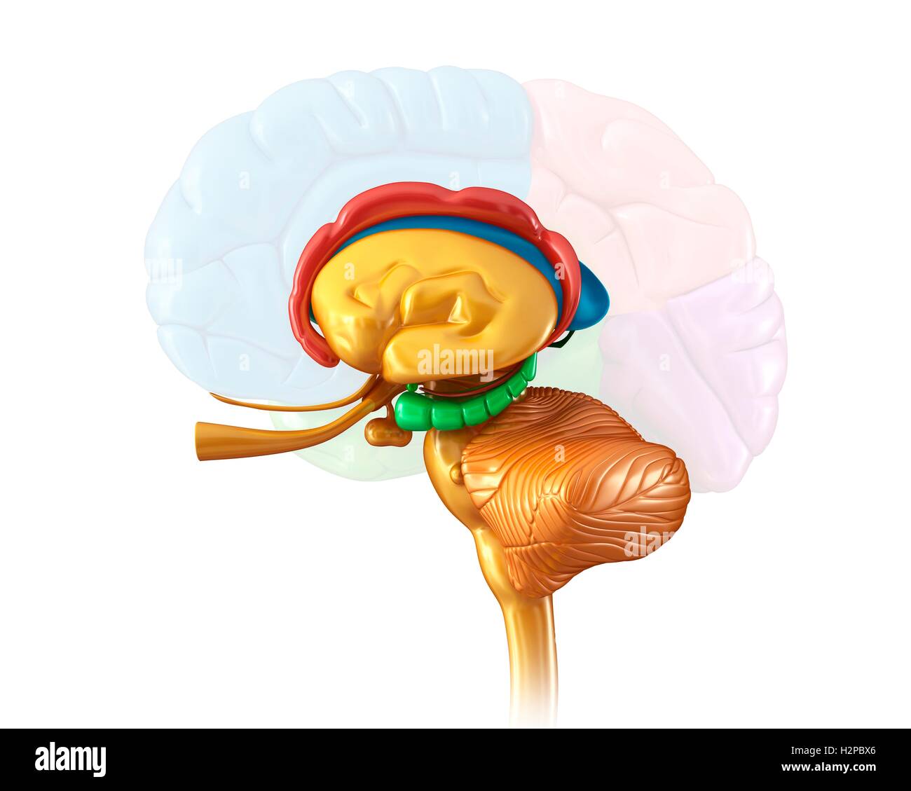 It structures Cut Out Stock Images & Pictures - Alamy