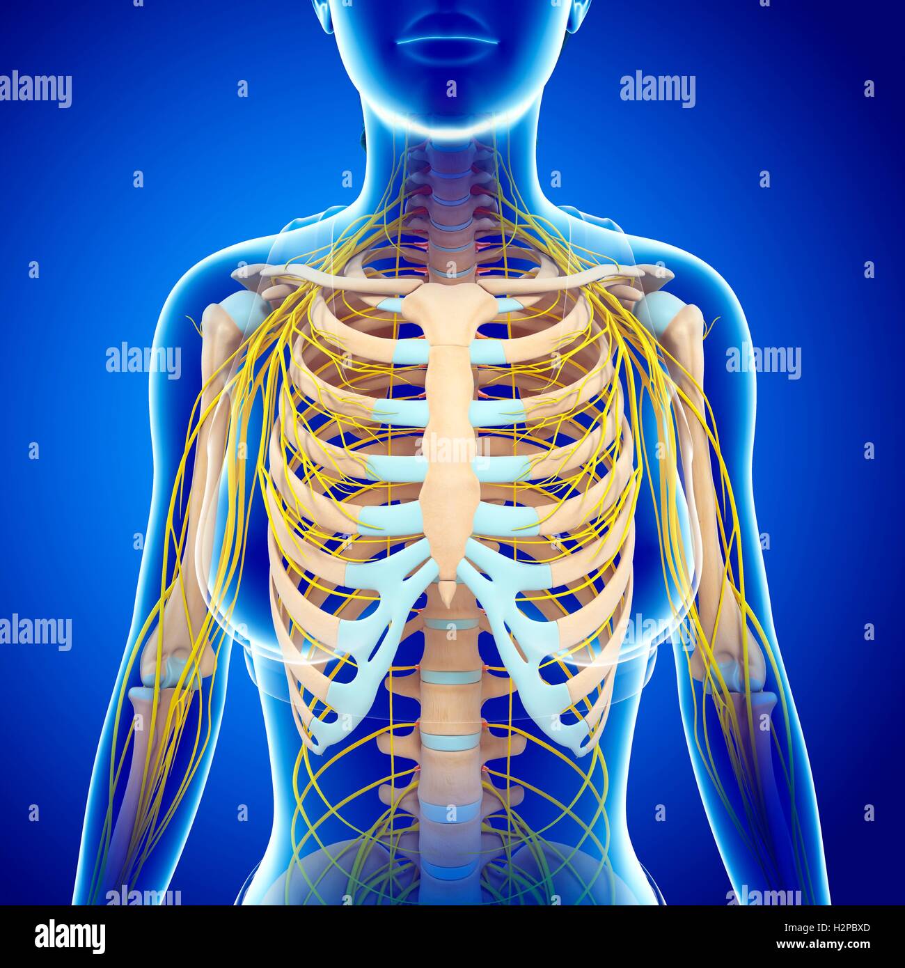 Illustration female skeletal nervous systems hi-res stock photography ...