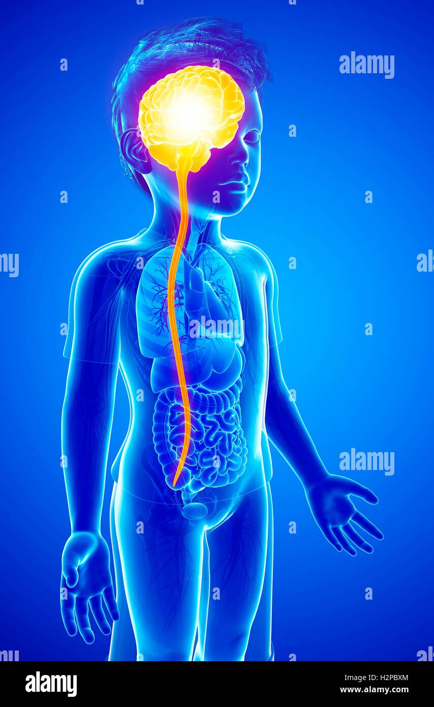 Illustration of a child's brain and spinal cord Stock Photo - Alamy