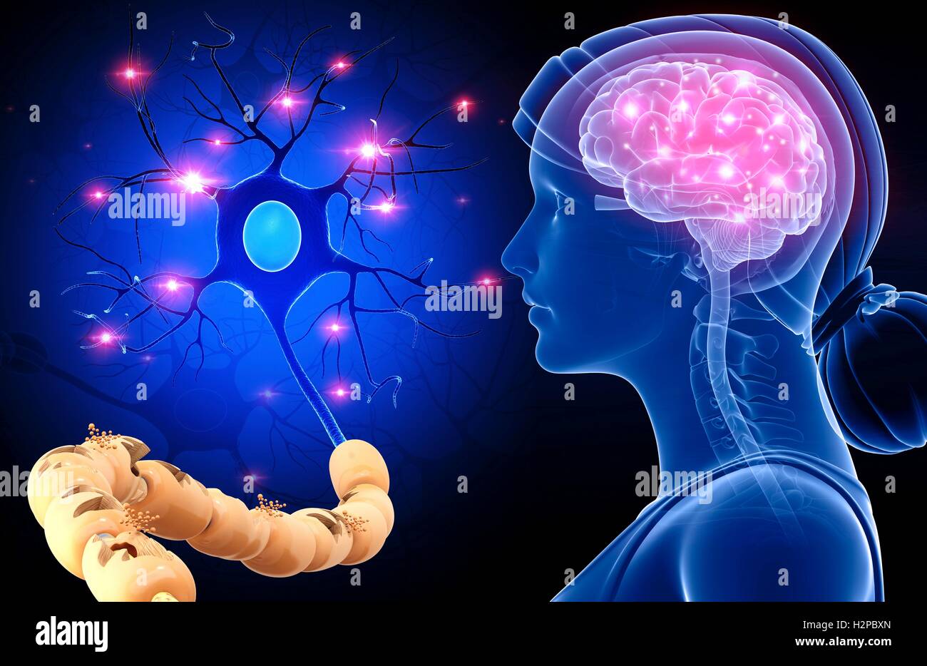 Human brain cell hi-res stock photography and images - Alamy
