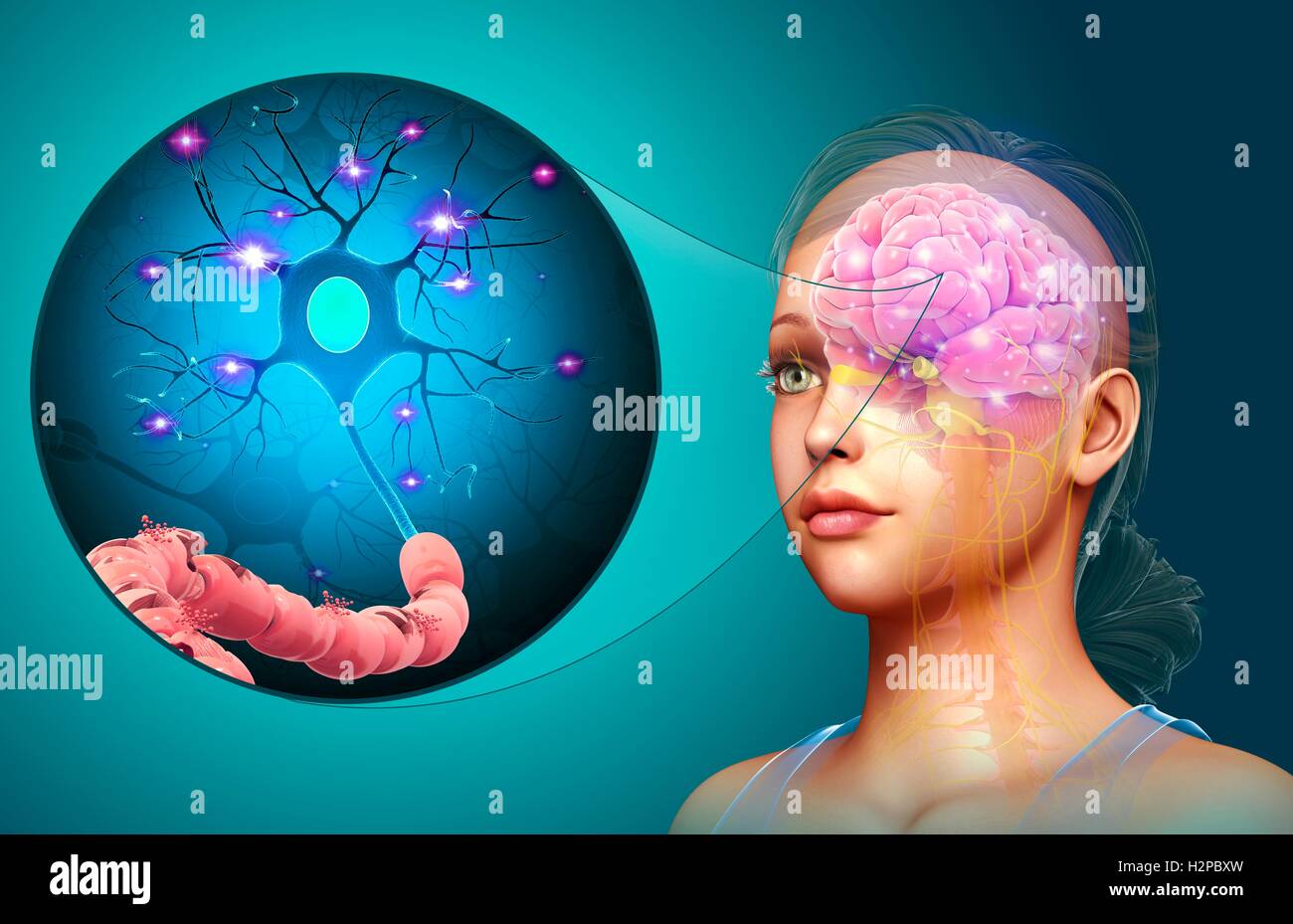 Illustration of a human brain and nerve cell Stock Photo - Alamy
