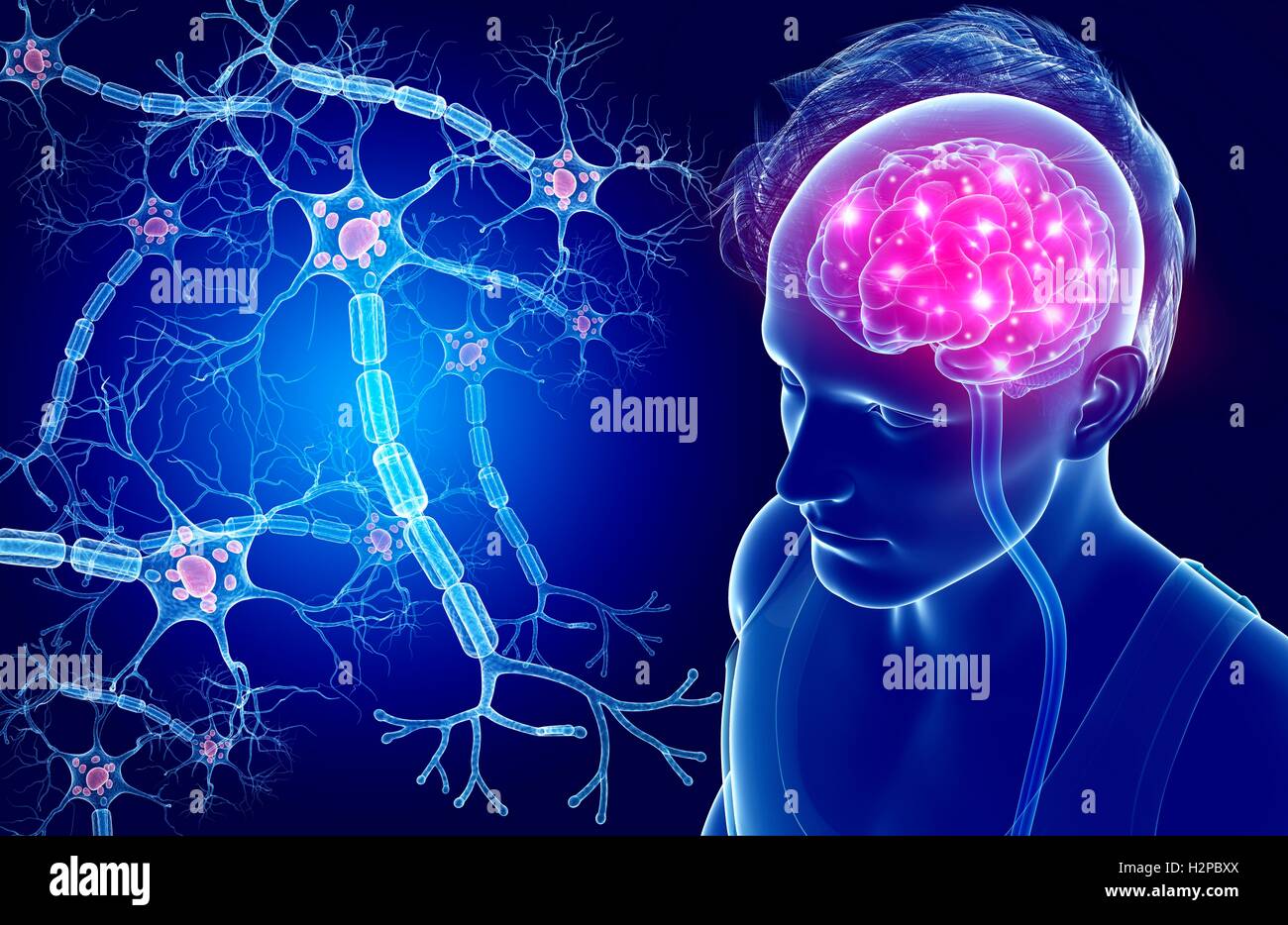 Illustration of a human brain and nerve cells Stock Photo - Alamy