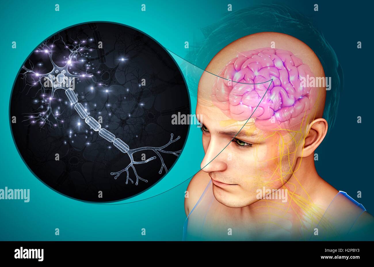 Illustration of a human brain and nerve cells Stock Photo - Alamy