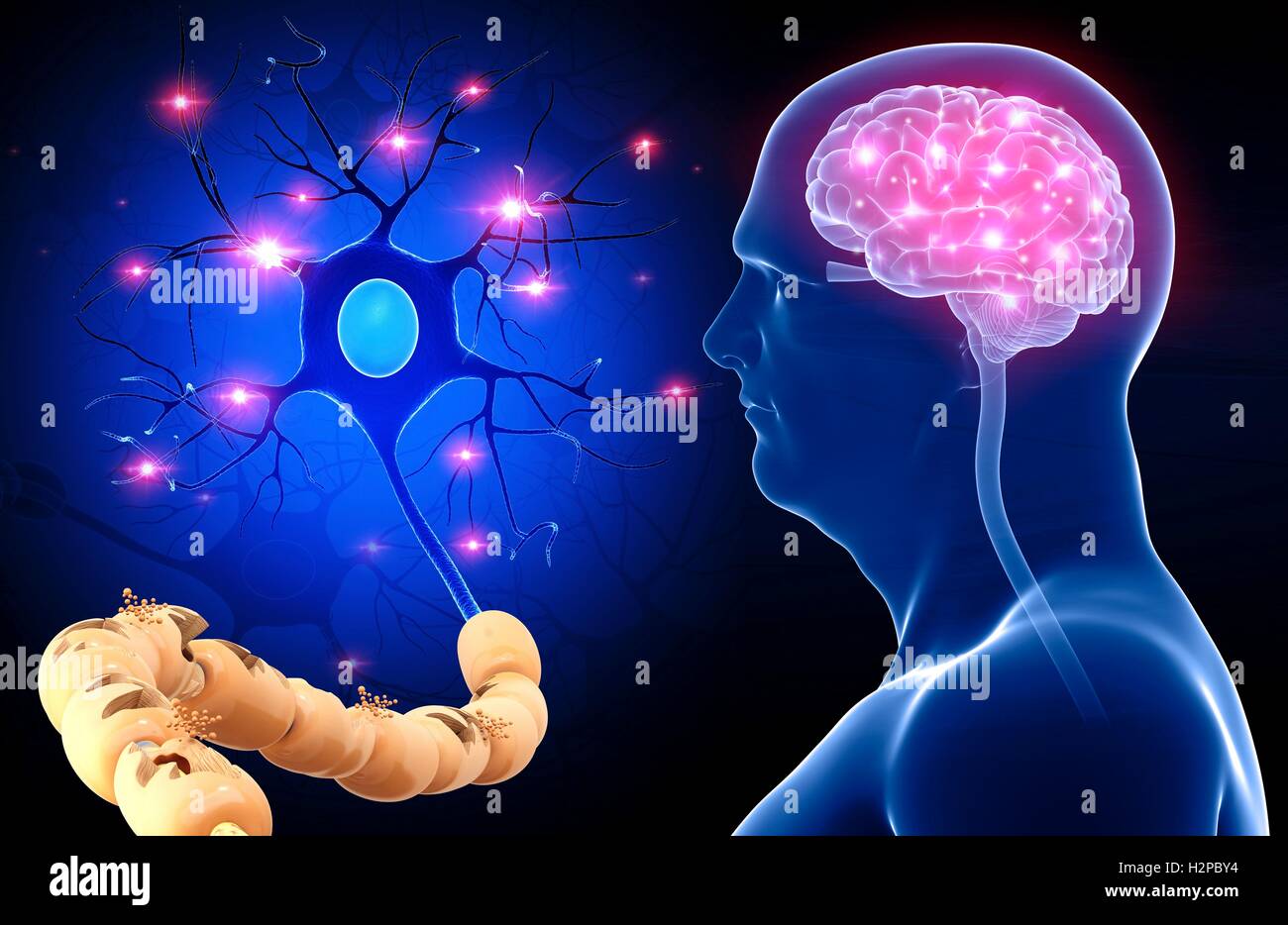 Human brain nerve cell hi-res stock photography and images - Alamy