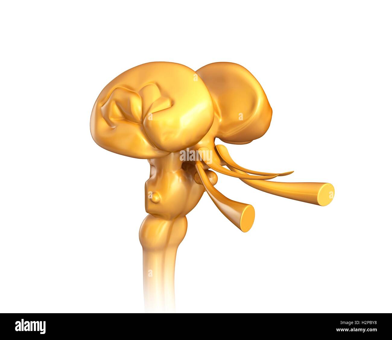 Illustration of the human midbrain and brain stem Stock Photo - Alamy