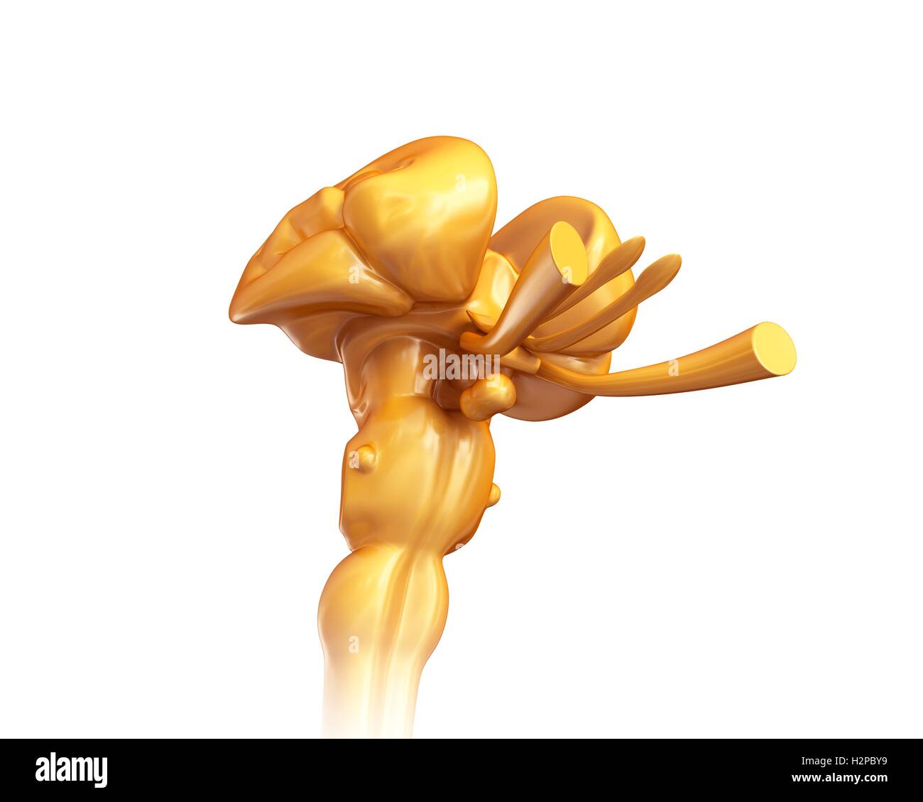 Brain stem hi-res stock photography and images - Alamy