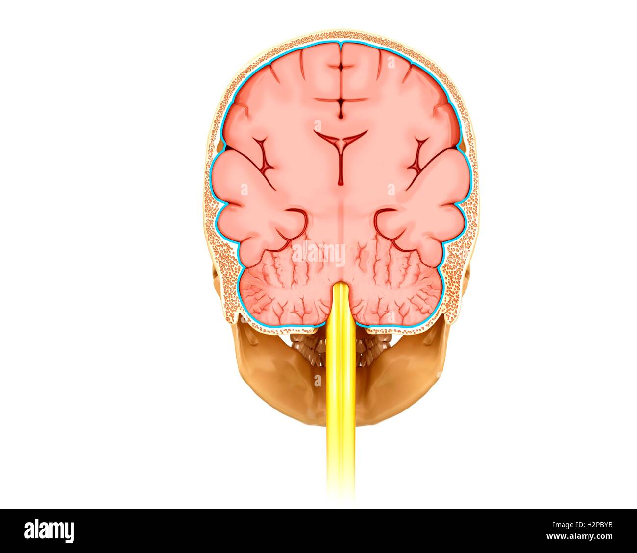 Illustration of the brain section anatomy Cut Out Stock Images ...