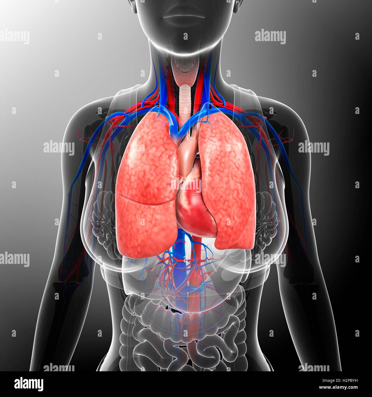 Illustration of female respiratory system Stock Photo - Alamy
