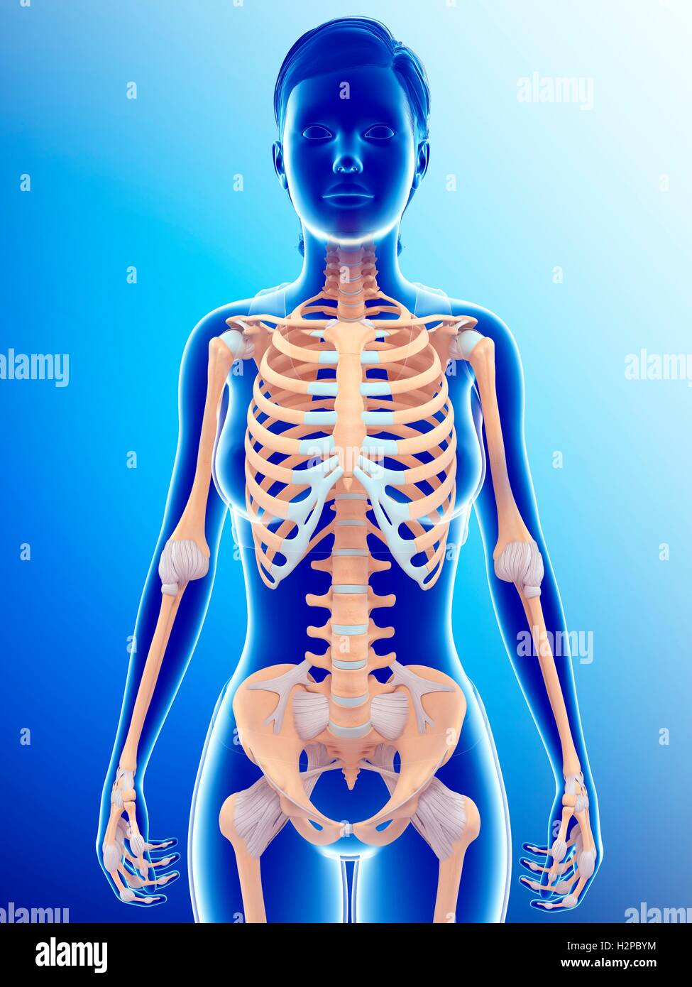 Female skeletal system hi-res stock photography and images - Alamy