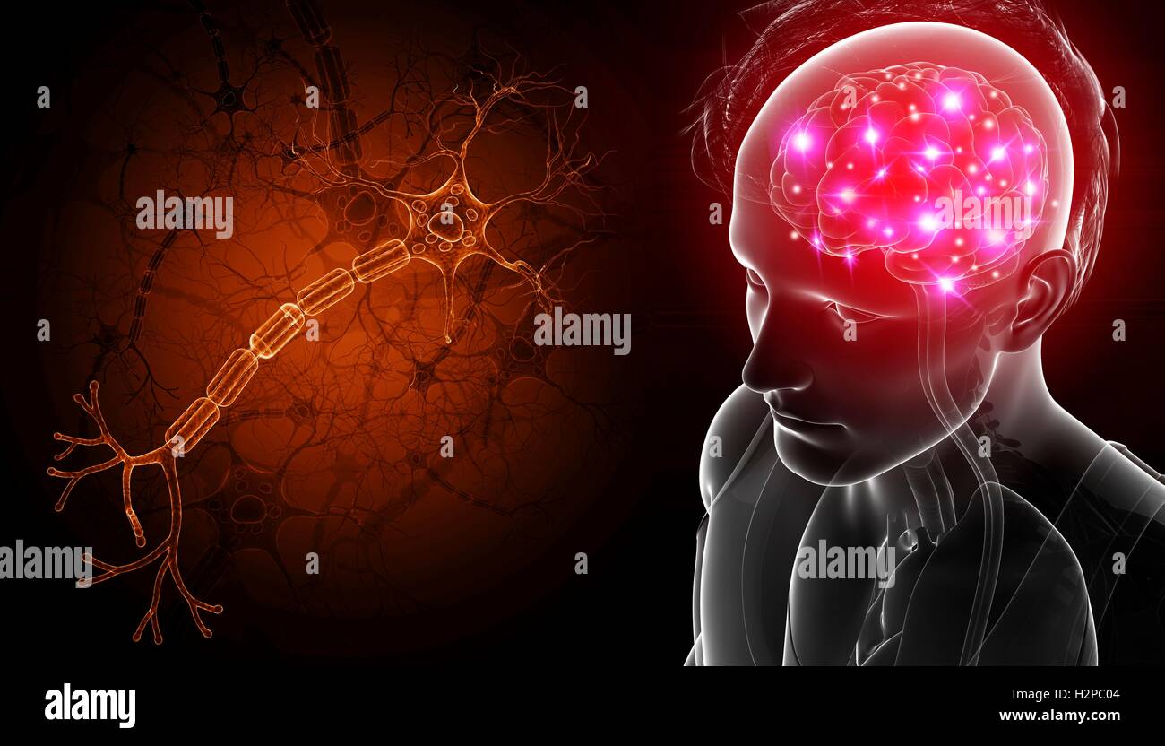 Illustration of a human brain and nerve cells Stock Photo - Alamy