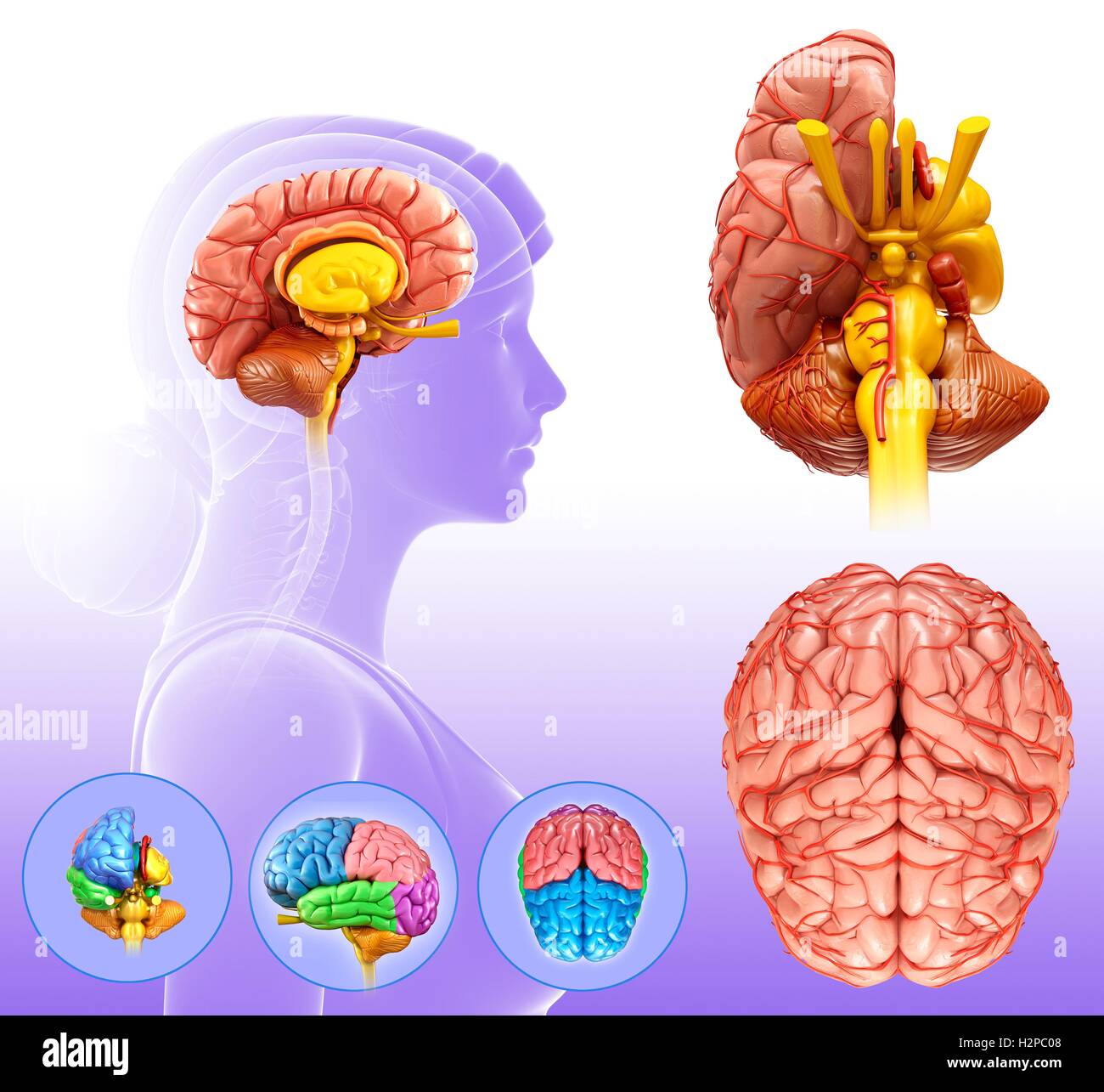 Illustration of human brain anatomy Stock Photo - Alamy