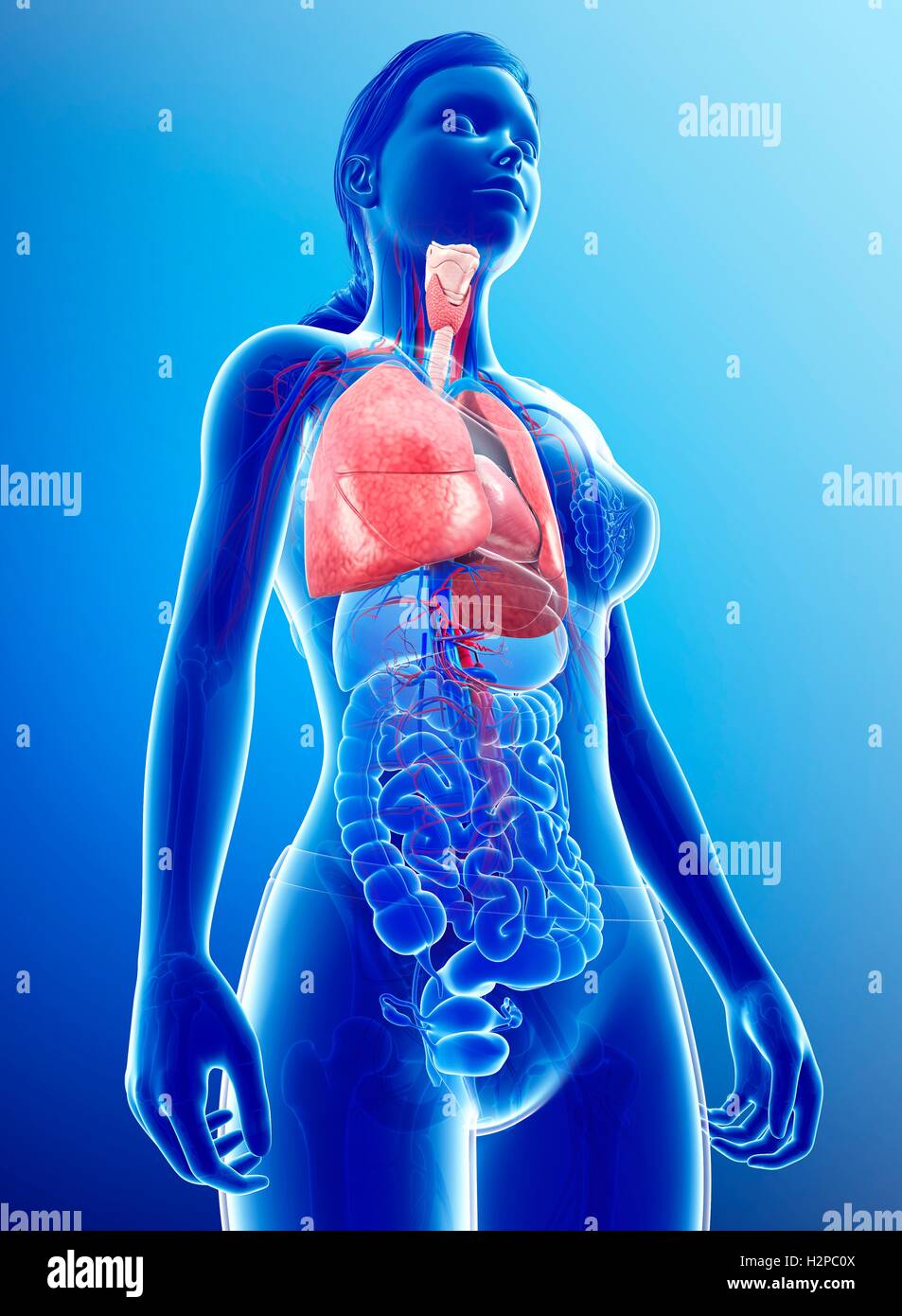Illustration of female respiratory system Stock Photo - Alamy