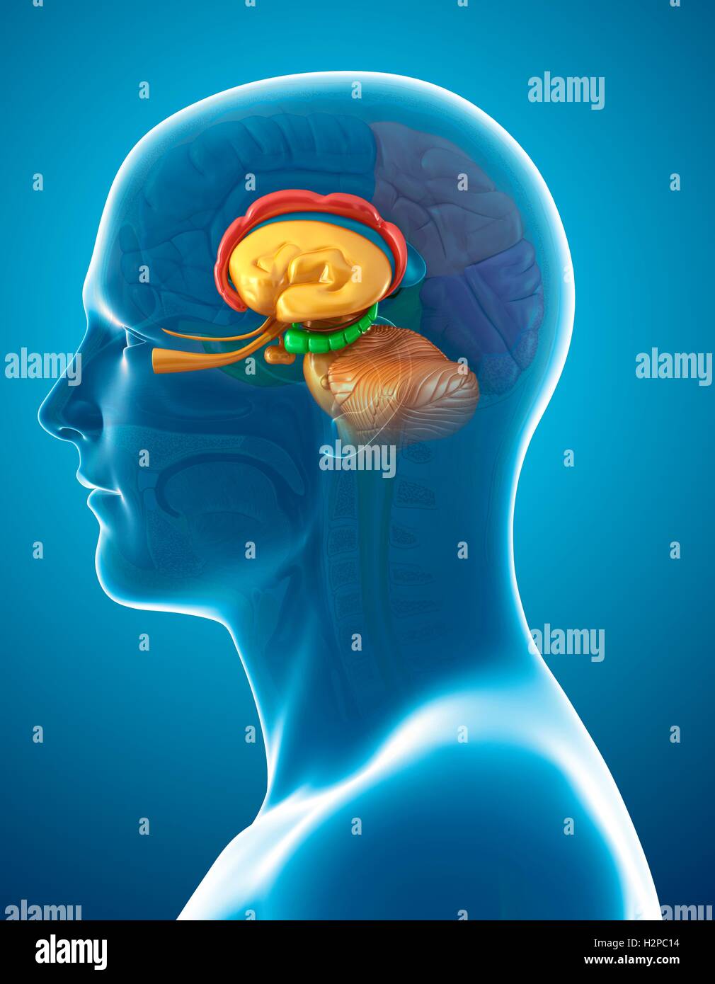Illustration of human brain structures and anatomy Stock Photo - Alamy