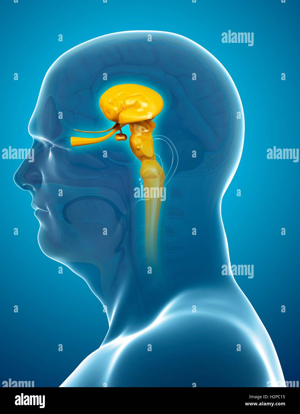Illustration of human brain structures and anatomy Stock Photo - Alamy