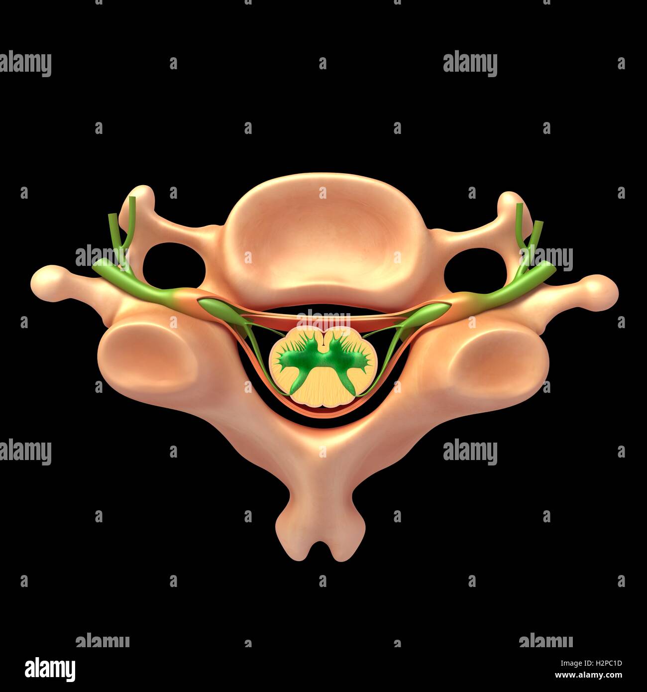 Illustration of a human vertebra and spinal anatomy Stock Photo - Alamy