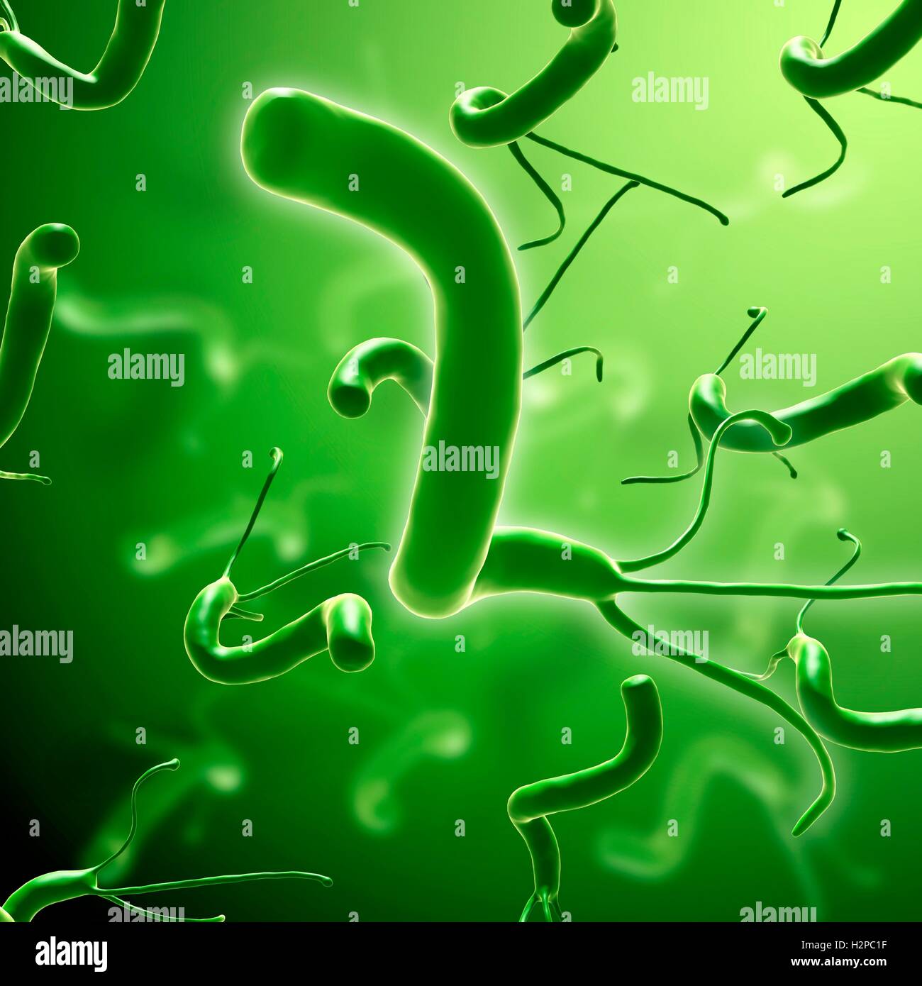 Helicobacter pylori bacteria hi-res stock photography and images - Alamy
