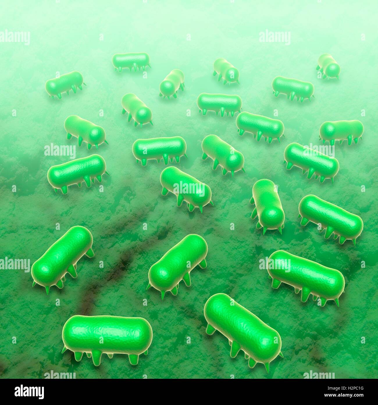 Illustration of salmonella typhimurium bacteria Stock Photo - Alamy