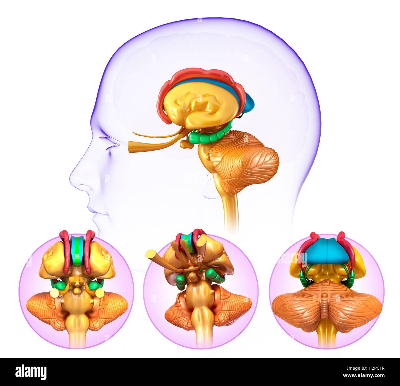 Illustration of human brain structures and anatomy Stock Photo - Alamy