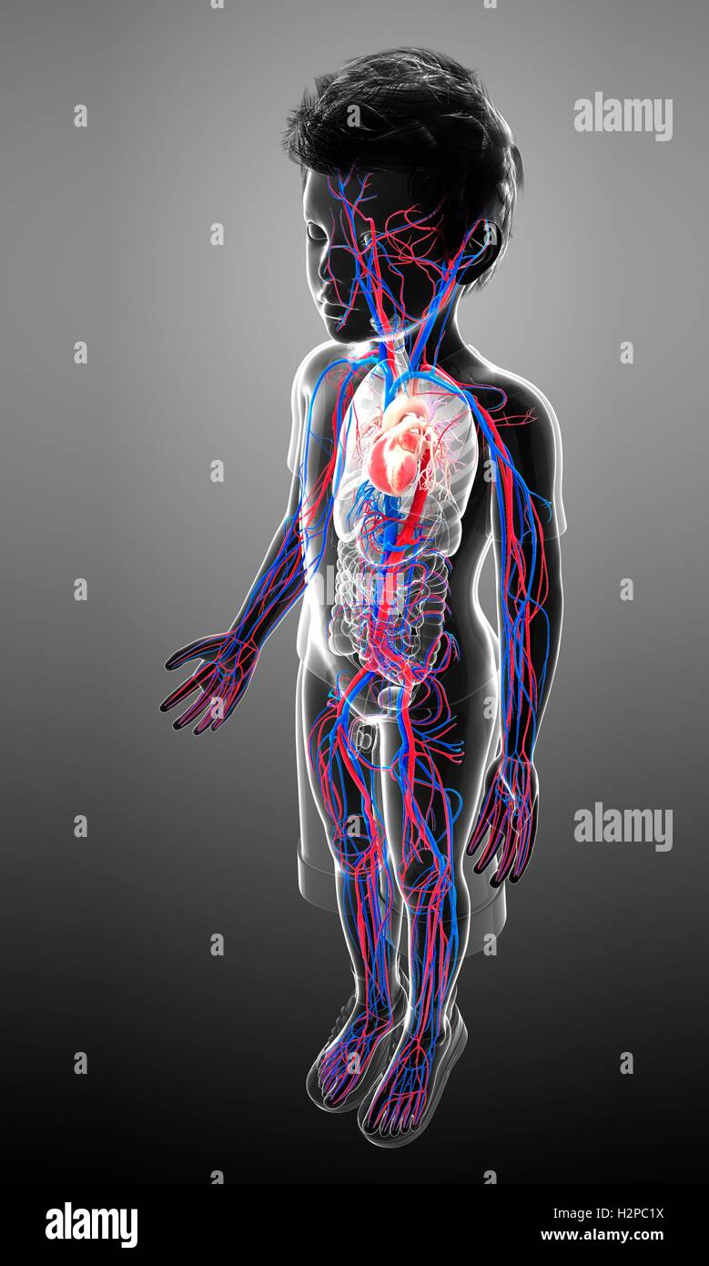 Illustration of a child's circulatory system Stock Photo - Alamy