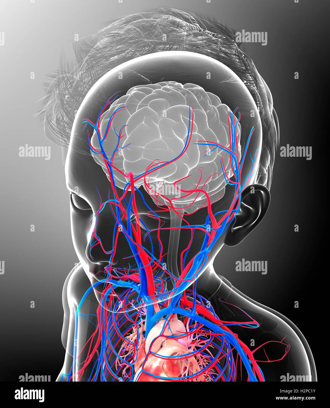 Blood supply to the brain hi-res stock photography and images - Alamy