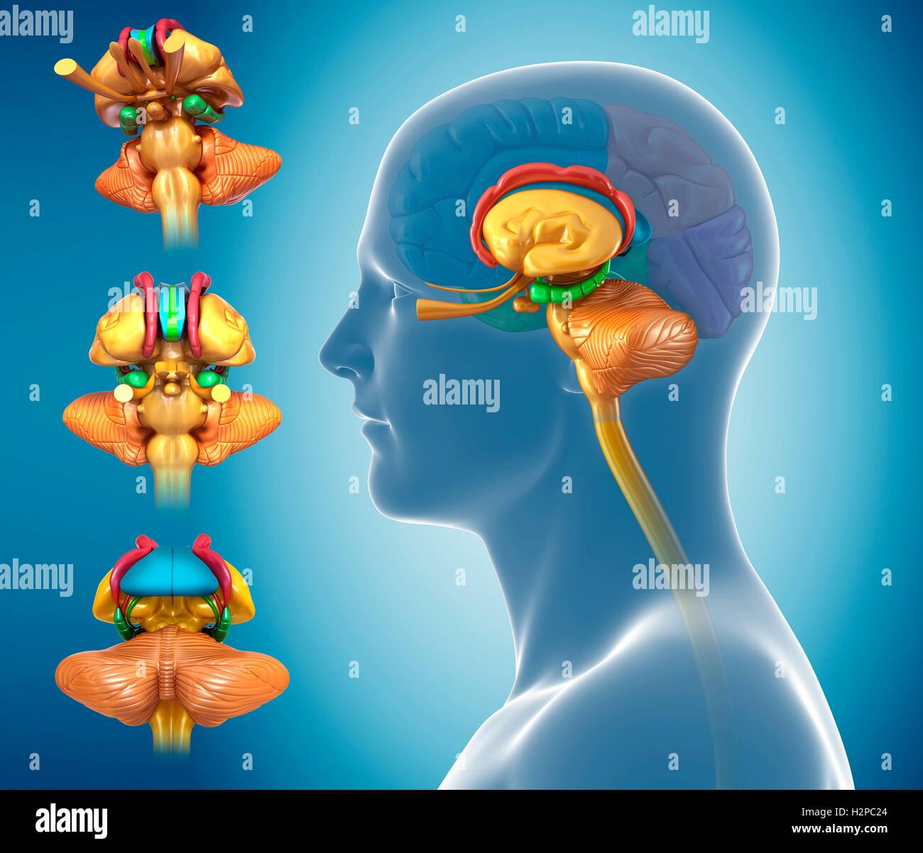 Illustration of human brain structures and anatomy Stock Photo - Alamy
