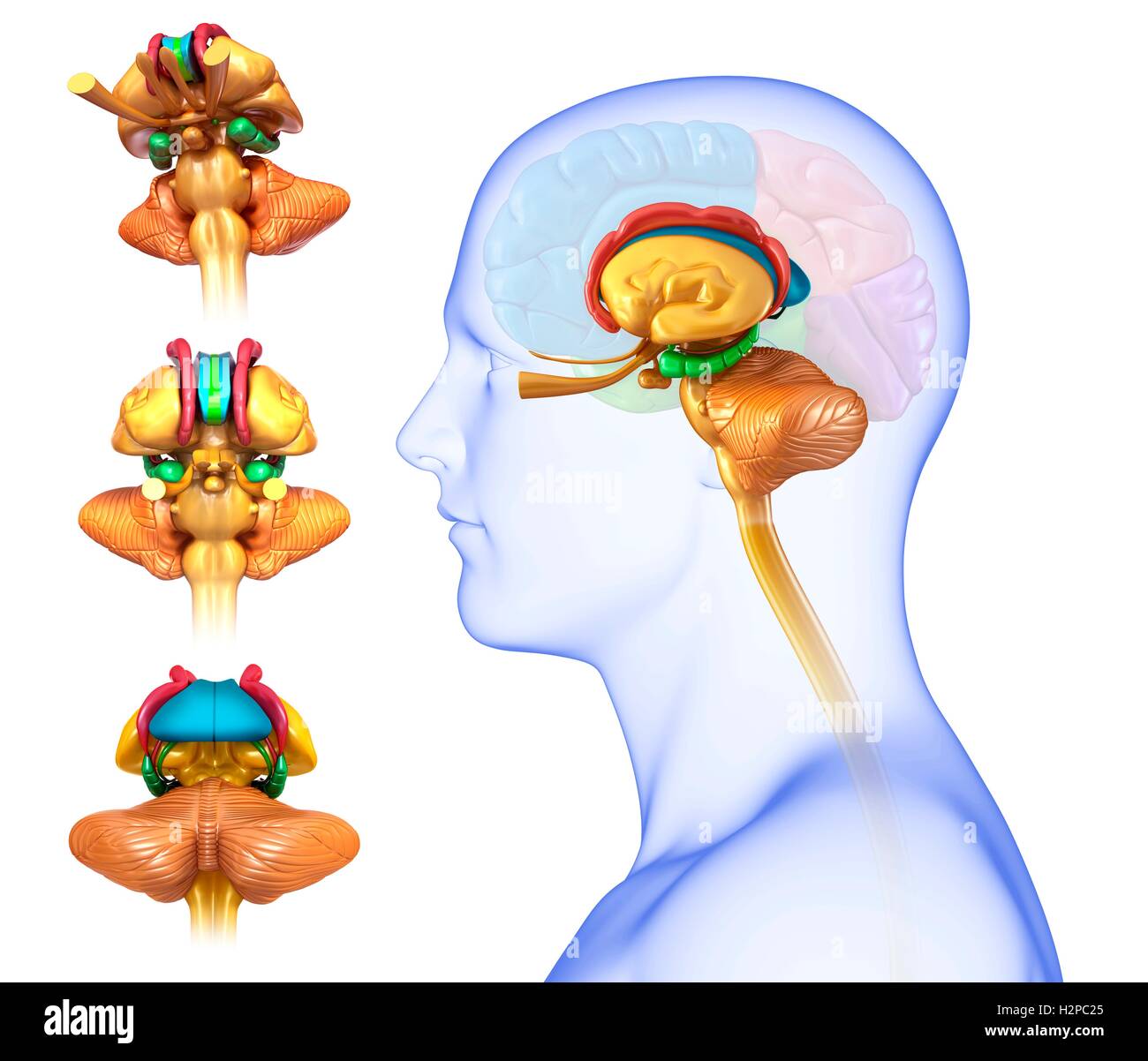 Illustration of human brain structures and anatomy Stock Photo - Alamy