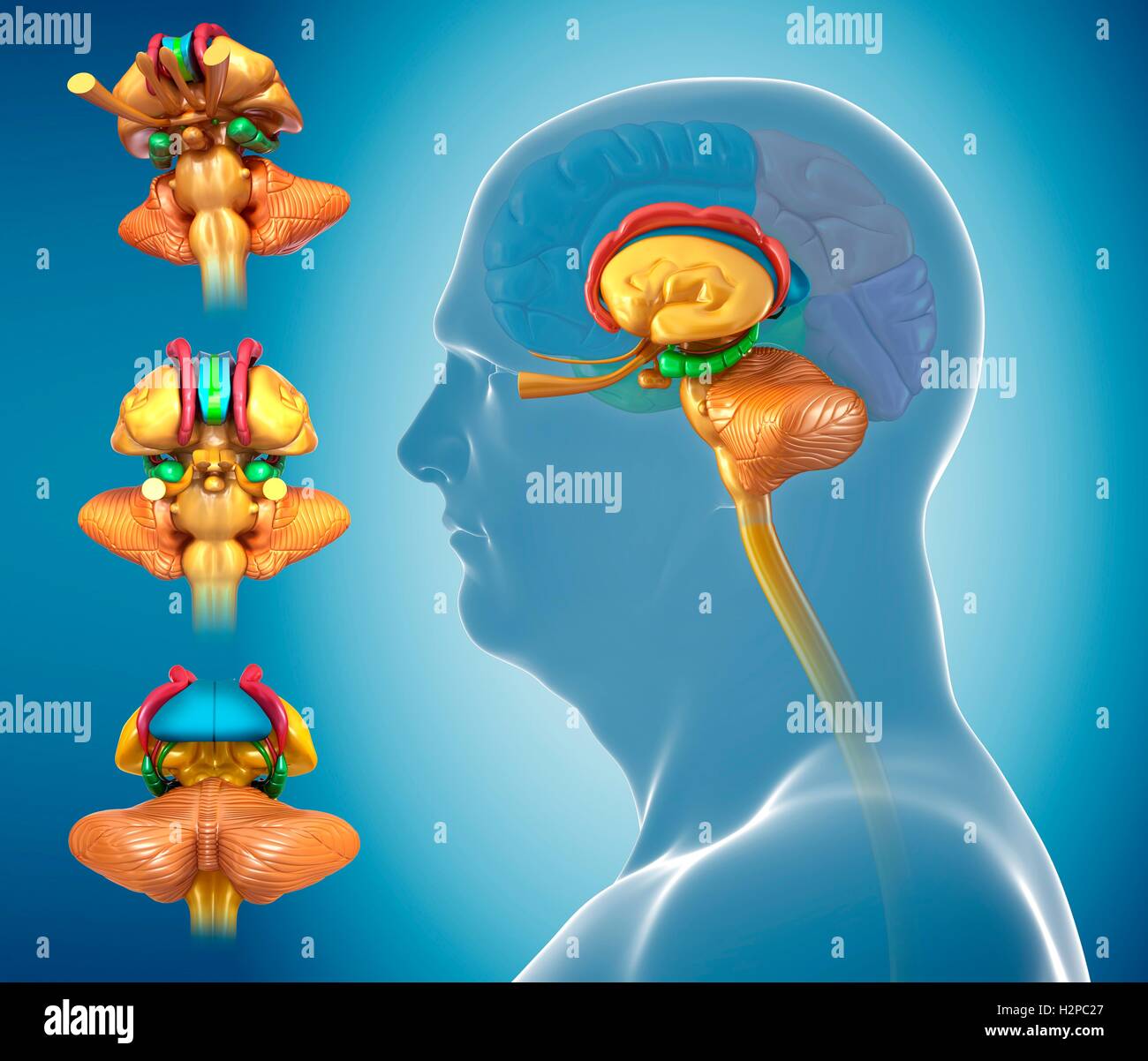 Illustration of human brain structures and anatomy Stock Photo - Alamy