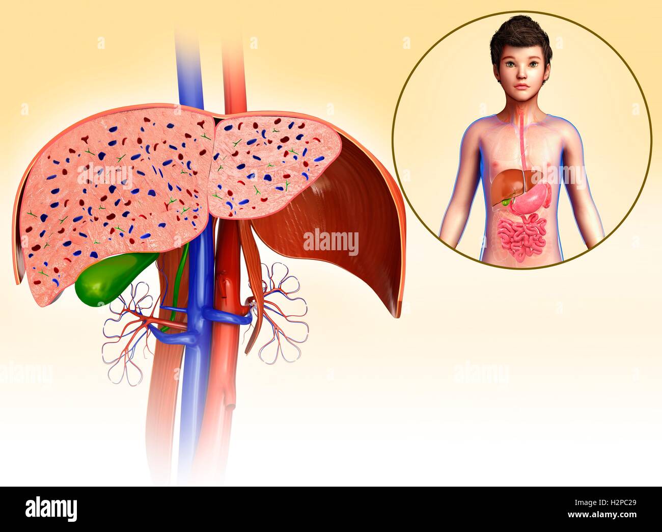 Illustration of a cross-section through a liver Stock Photo - Alamy