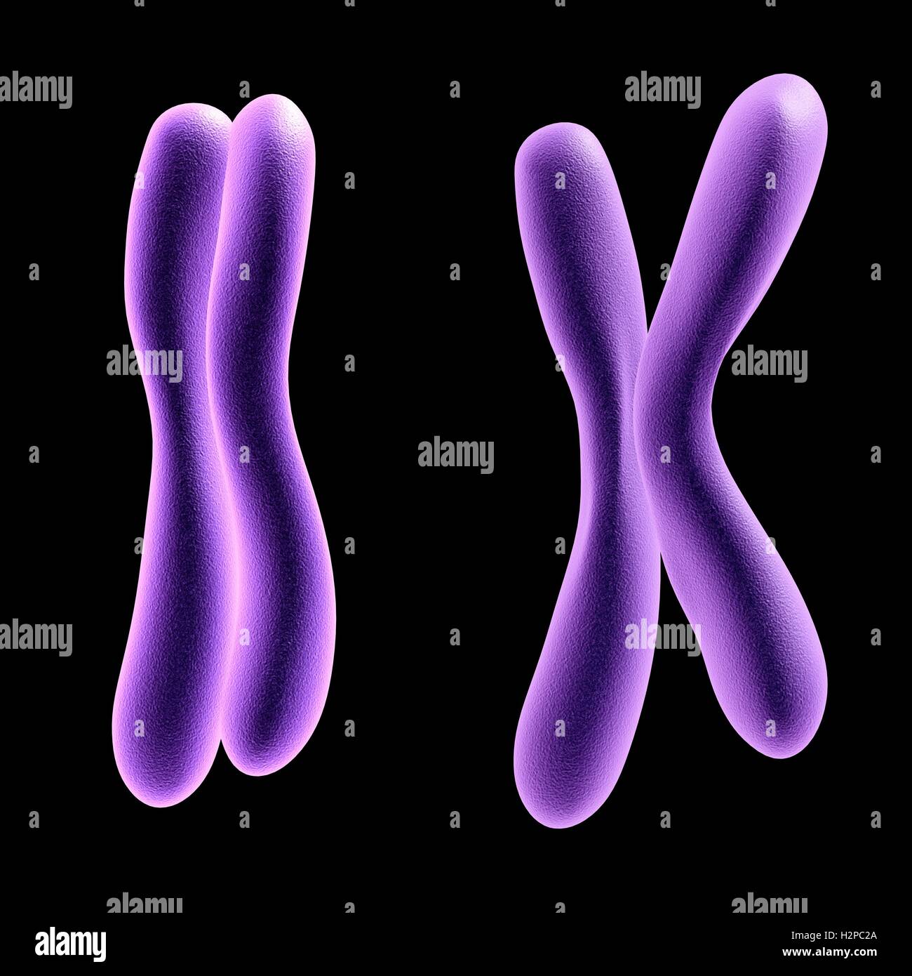 Illustration of two chromosomes Stock Photo - Alamy