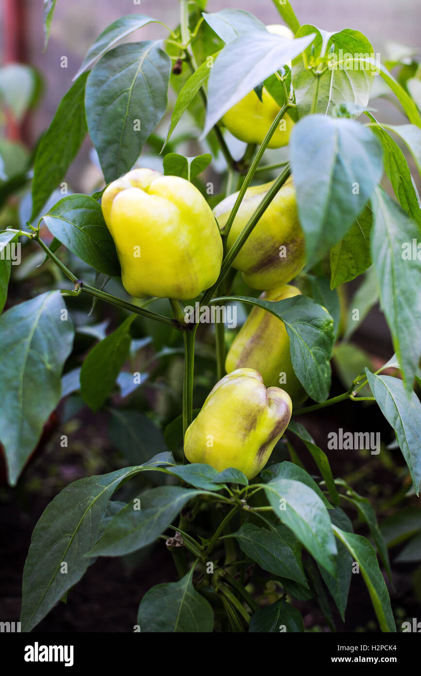 Sweet pepper bush growing in garden. Cultivated fresh vegetables. Bell ...