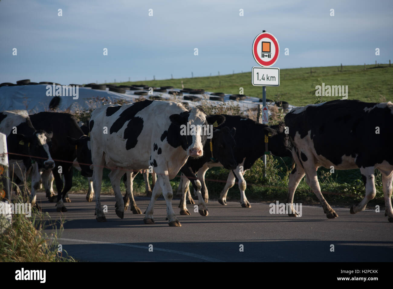Street With Cows High Resolution Stock Photography and Images - Alamy