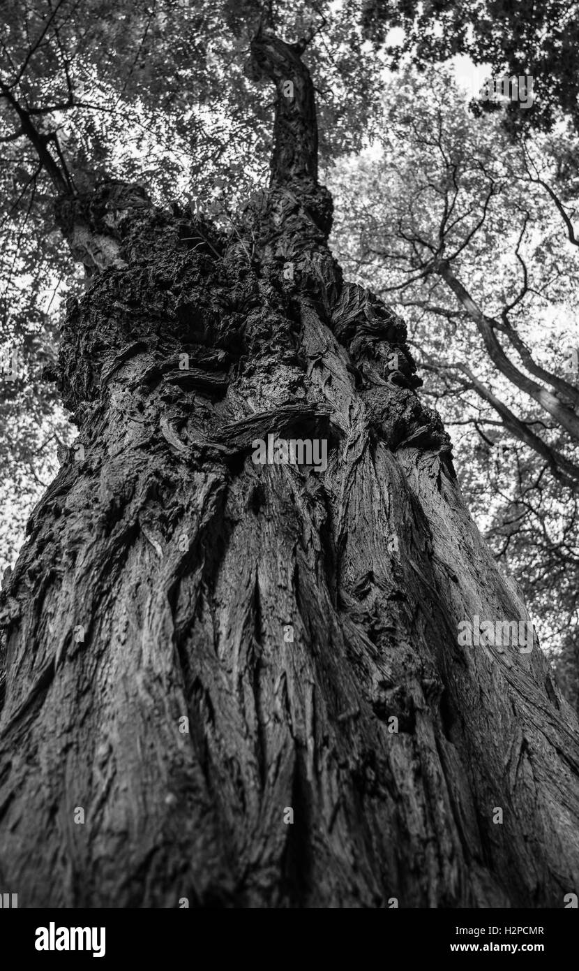 A tree trunk majestically in black and white with amazing structure ...