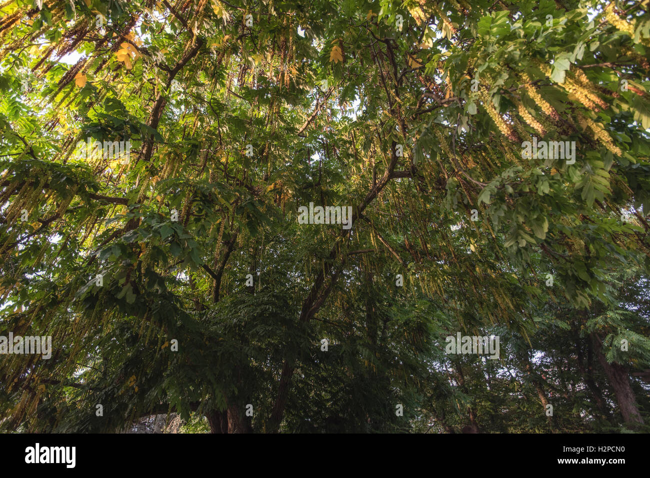An underside view of a tree with sun shining through the leaves Stock ...