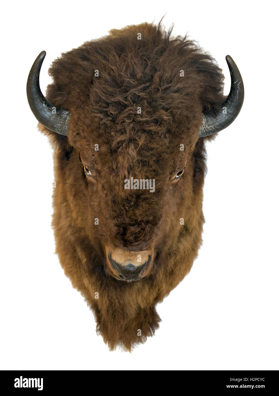 Bison head isolated on a white background. Buffalo trophy hanging on ...