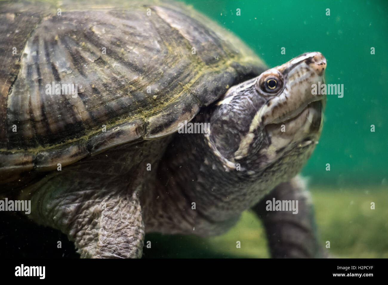 turtle behind glass aquarium Stock Photo - Alamy