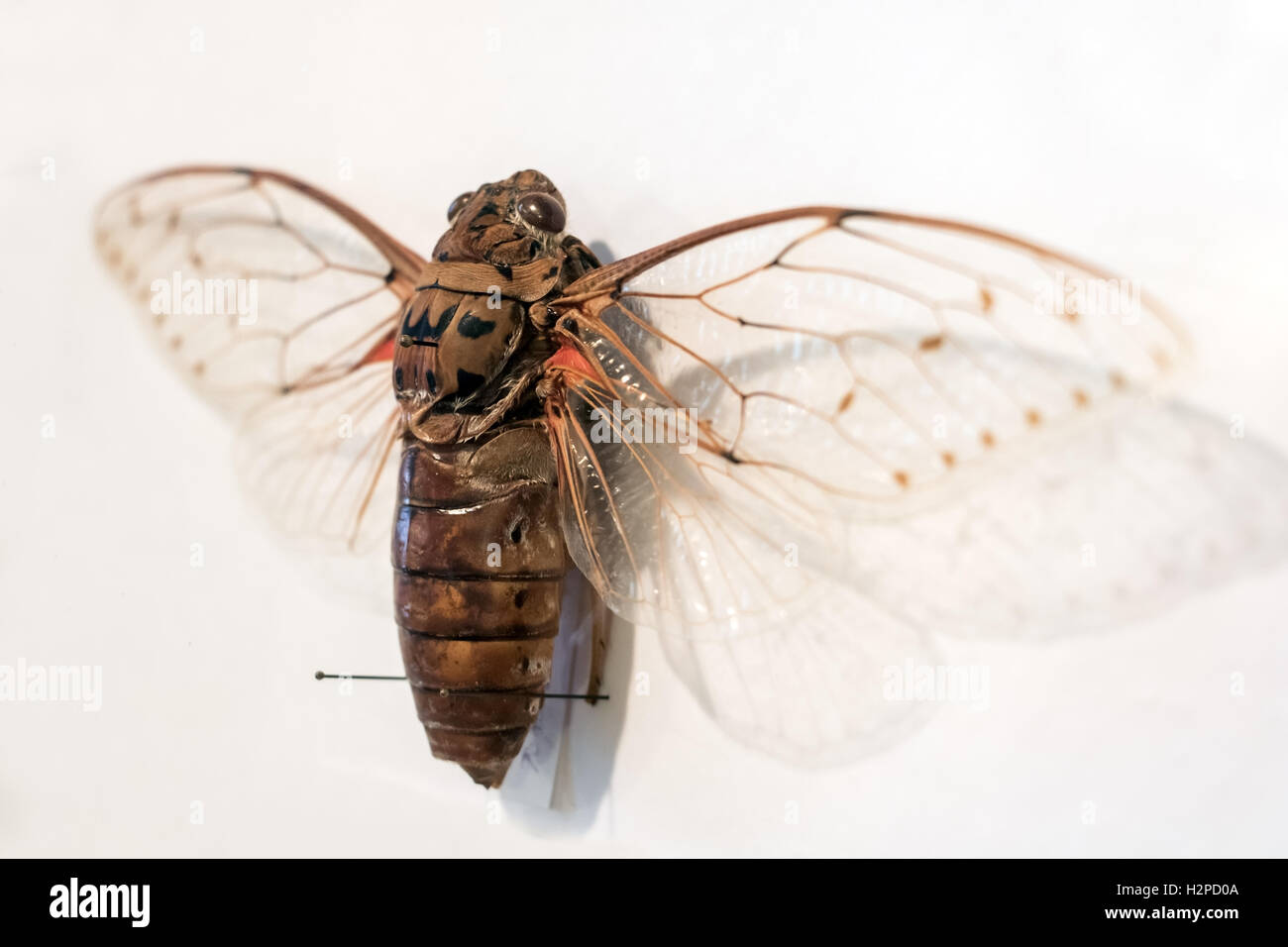 Large cicada in collection of entomologist Stock Photo - Alamy