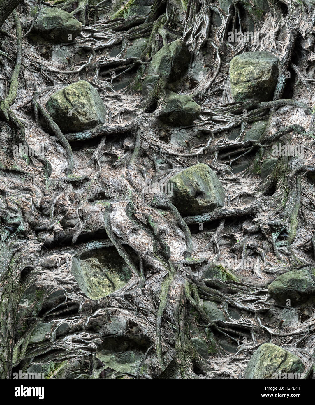 A mysterious tangled tree roots Stock Photo - Alamy