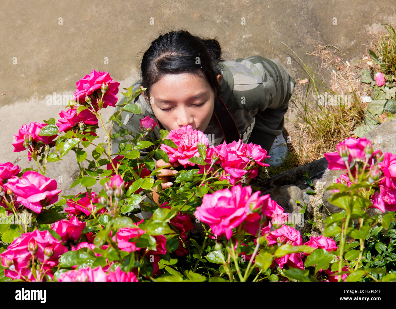 Woman smell the blossom of red rose Stock Photo - Alamy