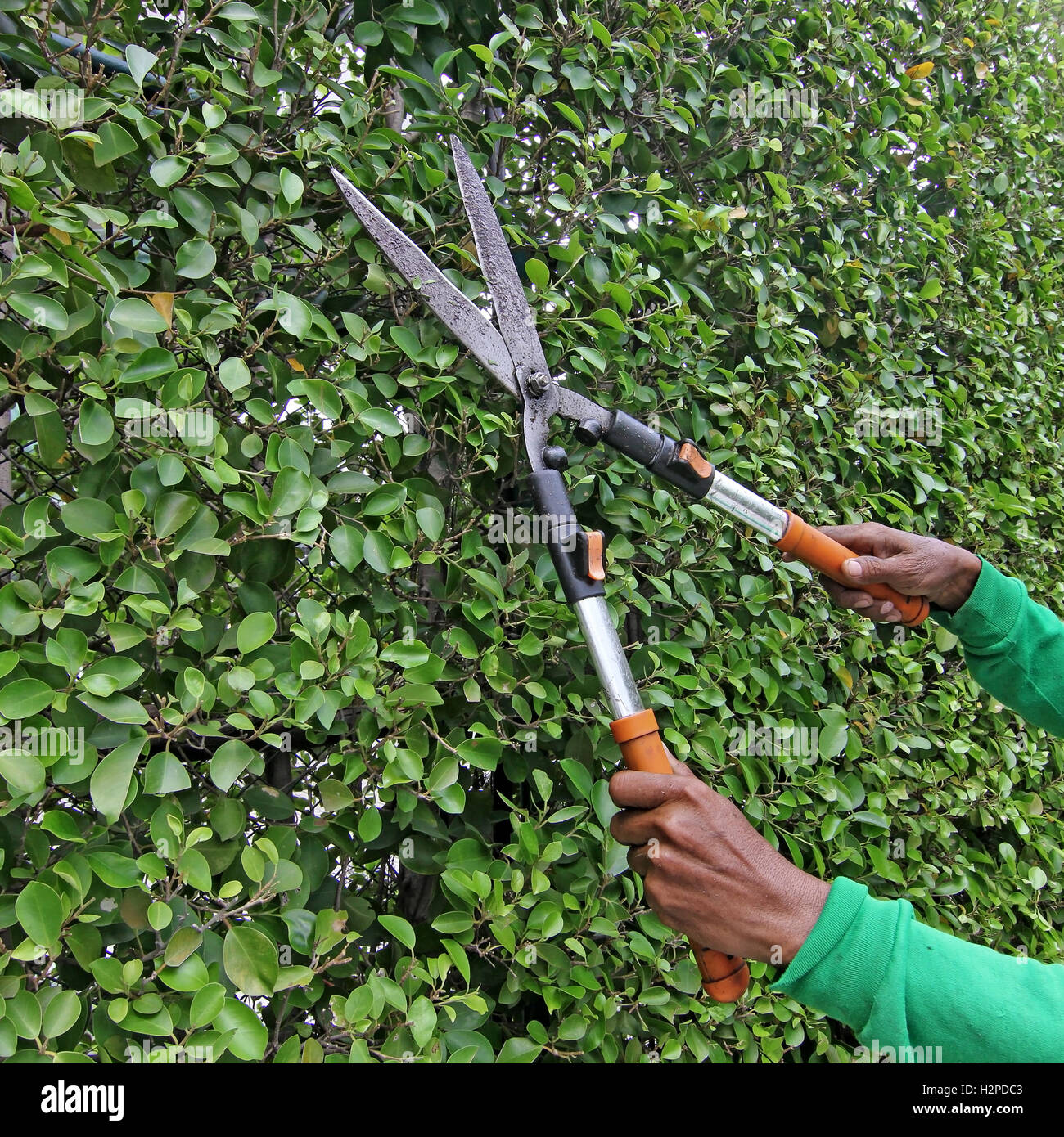 The gardener and the tree hi-res stock photography and images - Alamy