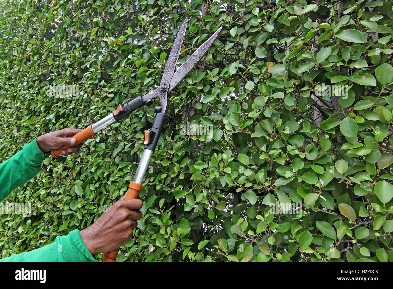 gardener trimming the trees in the garden Stock Photo - Alamy