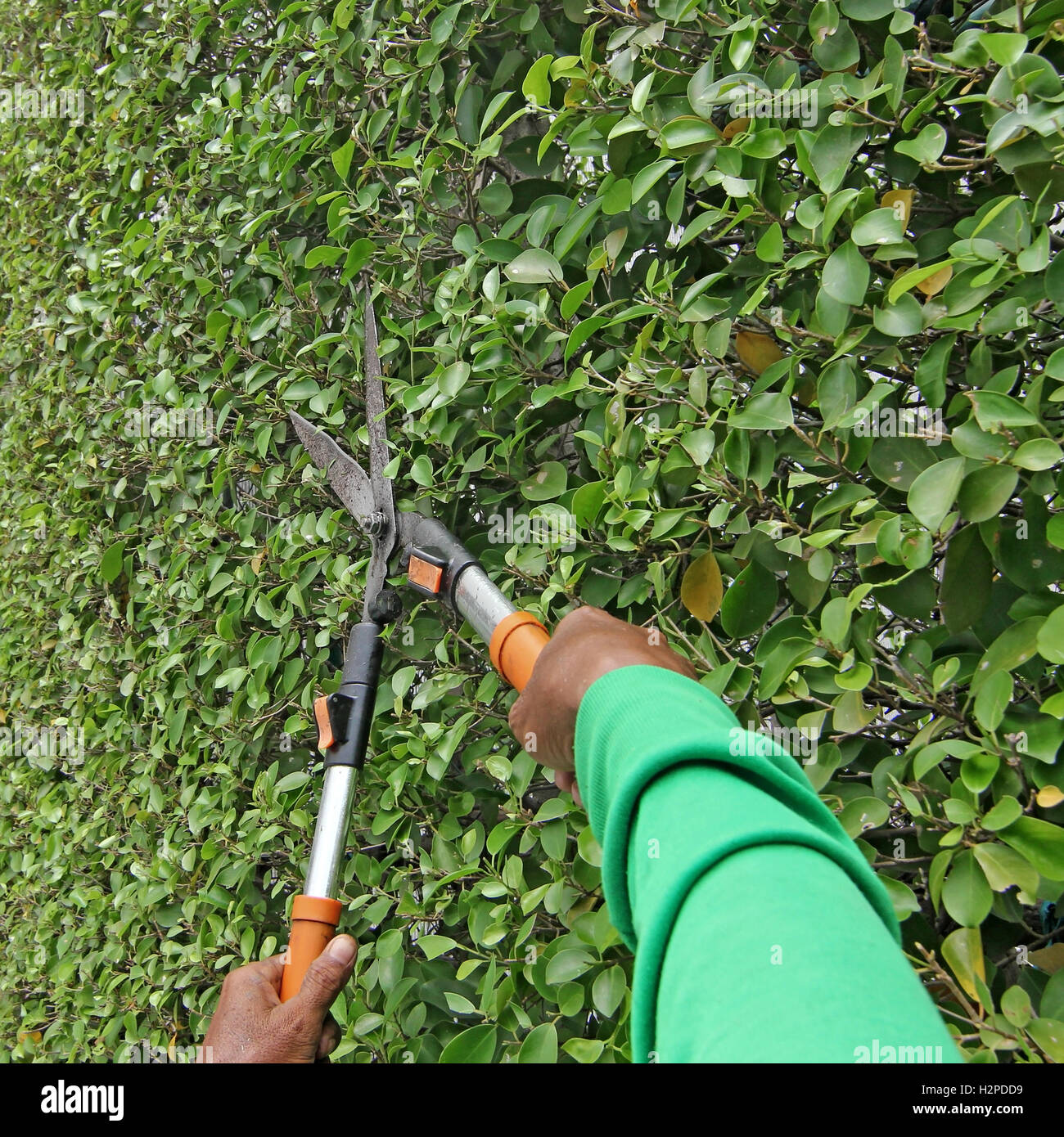 The gardener and the tree hi-res stock photography and images - Alamy